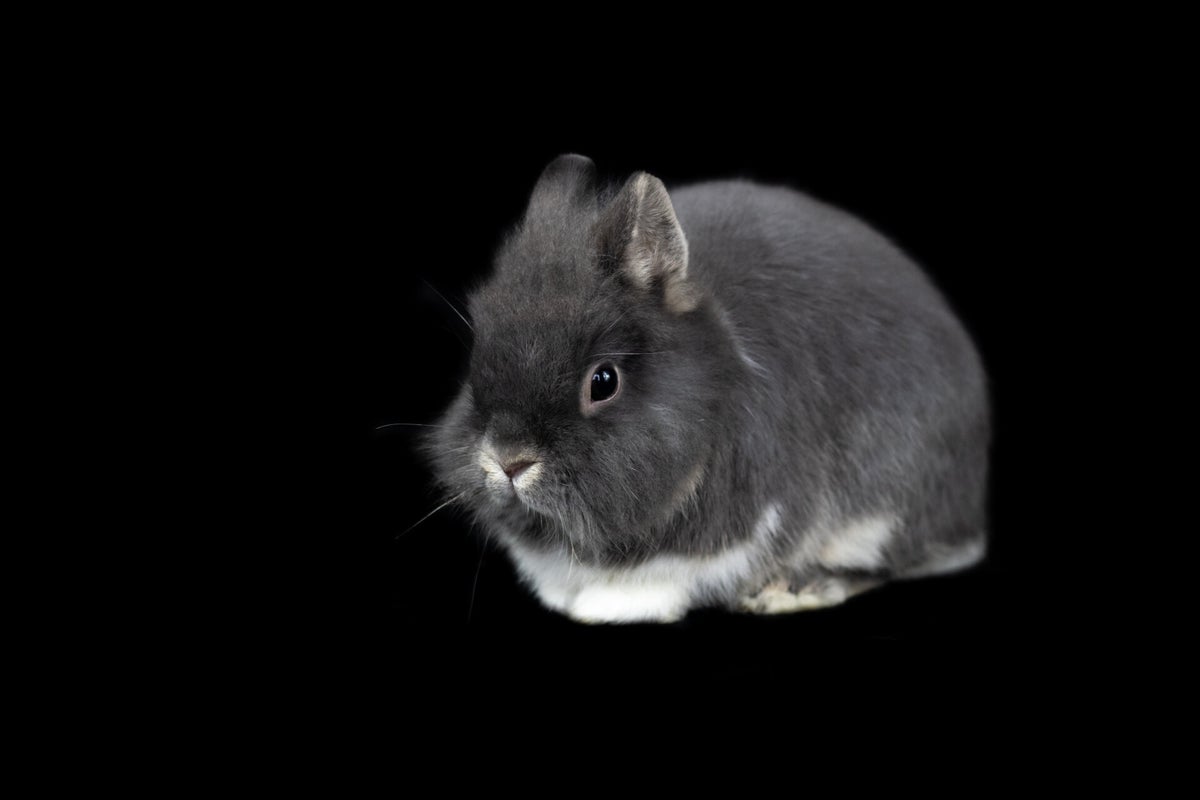 Leeuwenkop dwerg / Rassen | Dwerg konijnen te koop