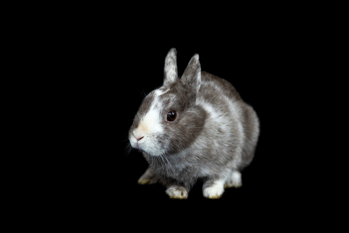 Dwerg / Rassen | Dwerg konijnen te koop