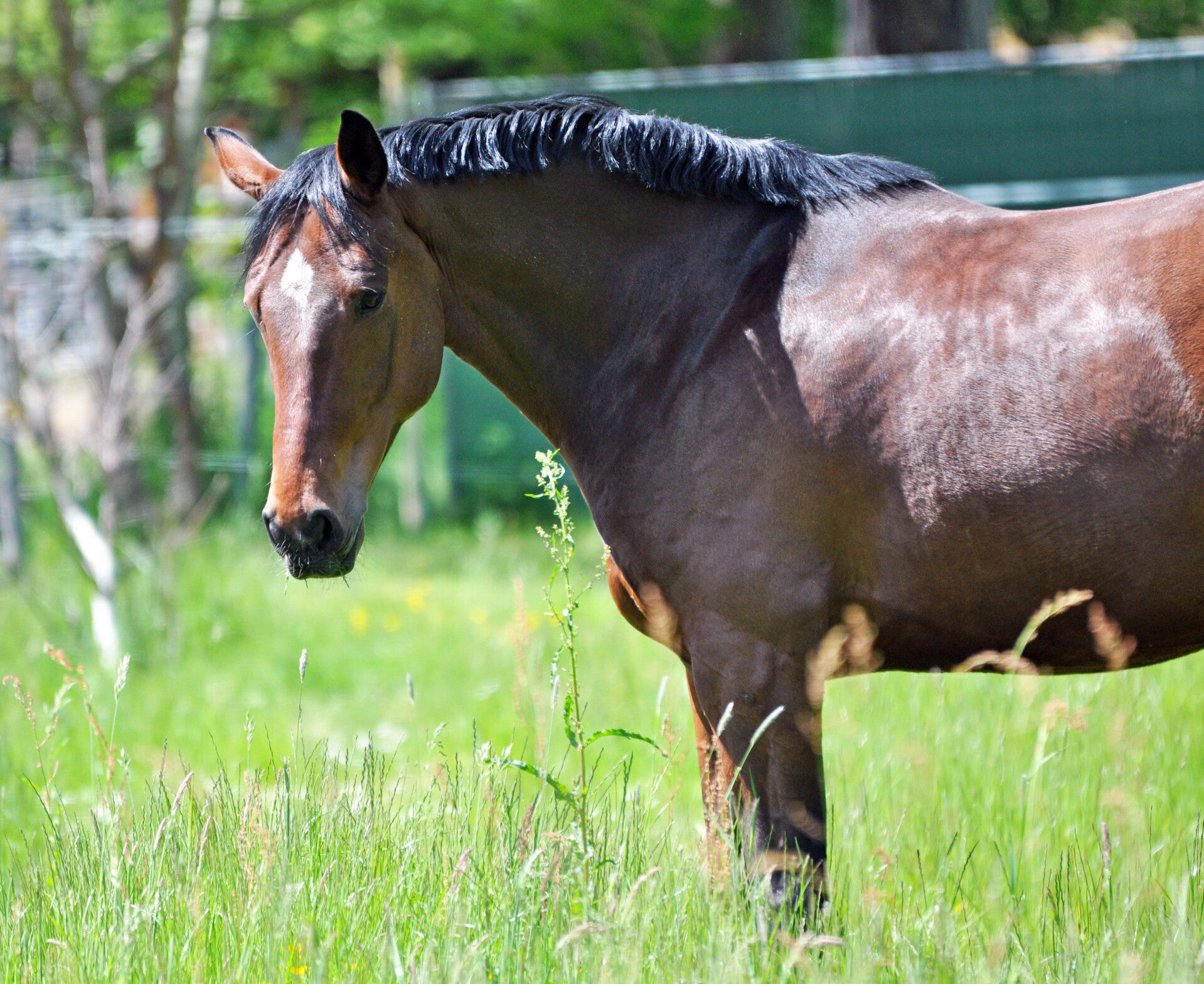 Reiten Pro Pferd