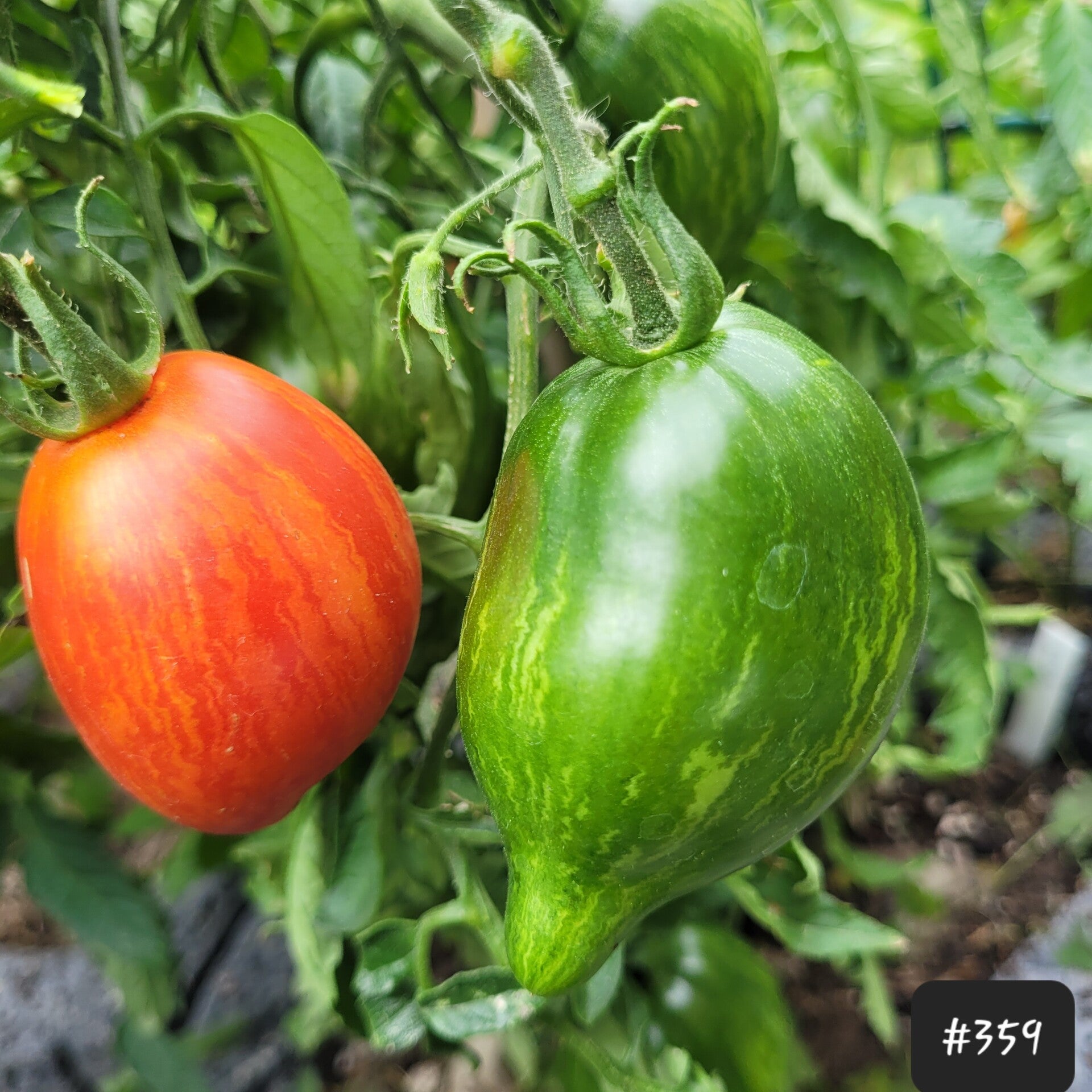 Bogatyr Ilyusha Cream - Buschtomate Tomatensamen