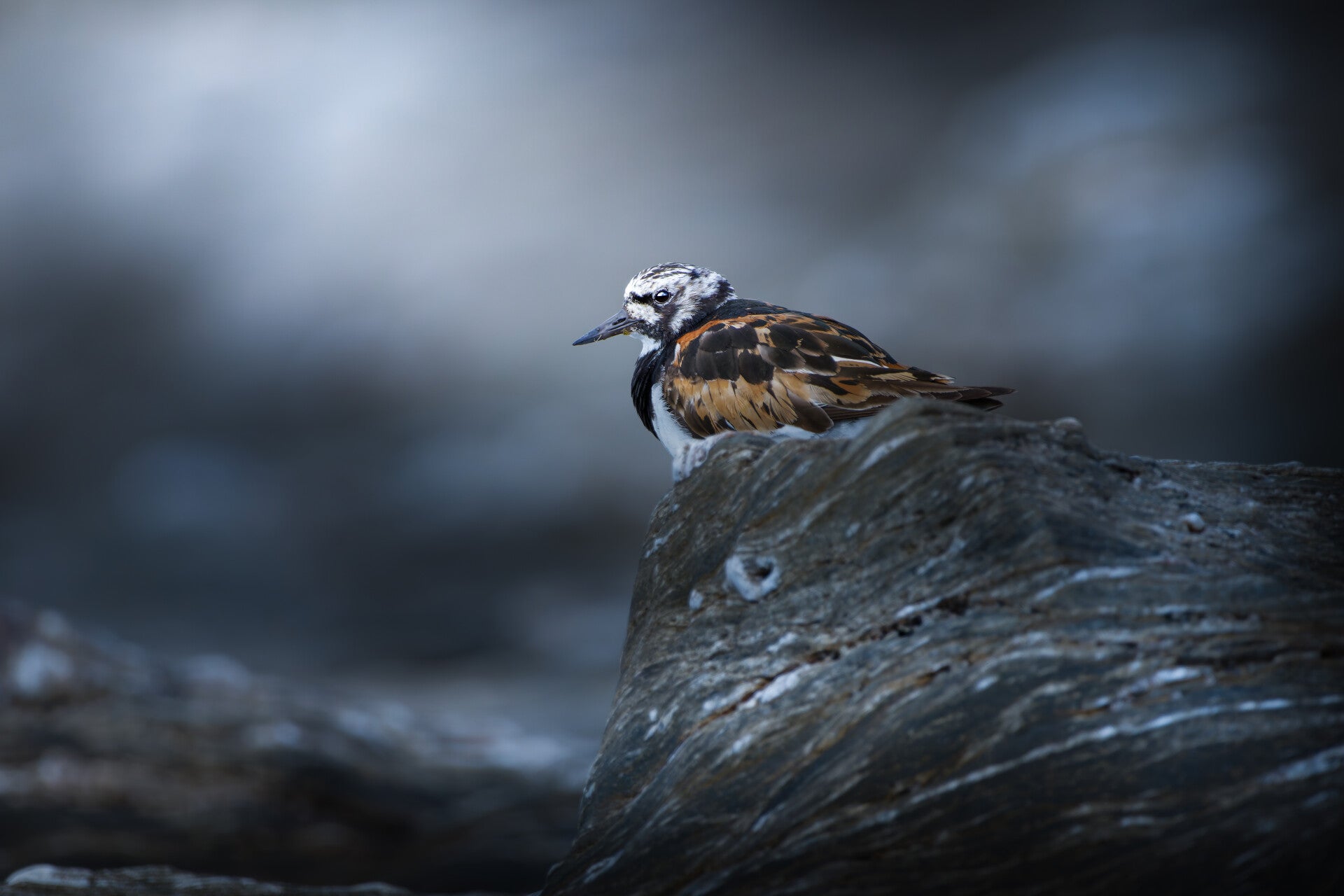 TIRAGE PHOTO | Ewen PHILIPPE | Photographe Animalier