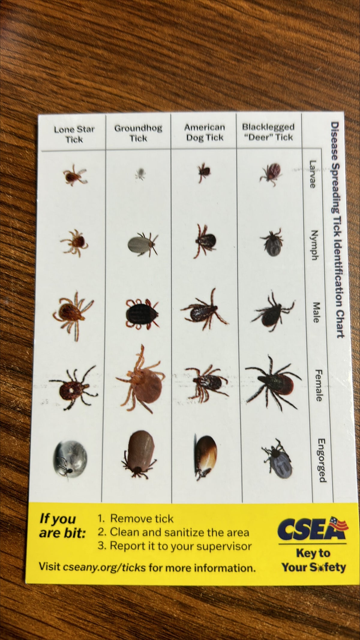 engorged tick identification chart