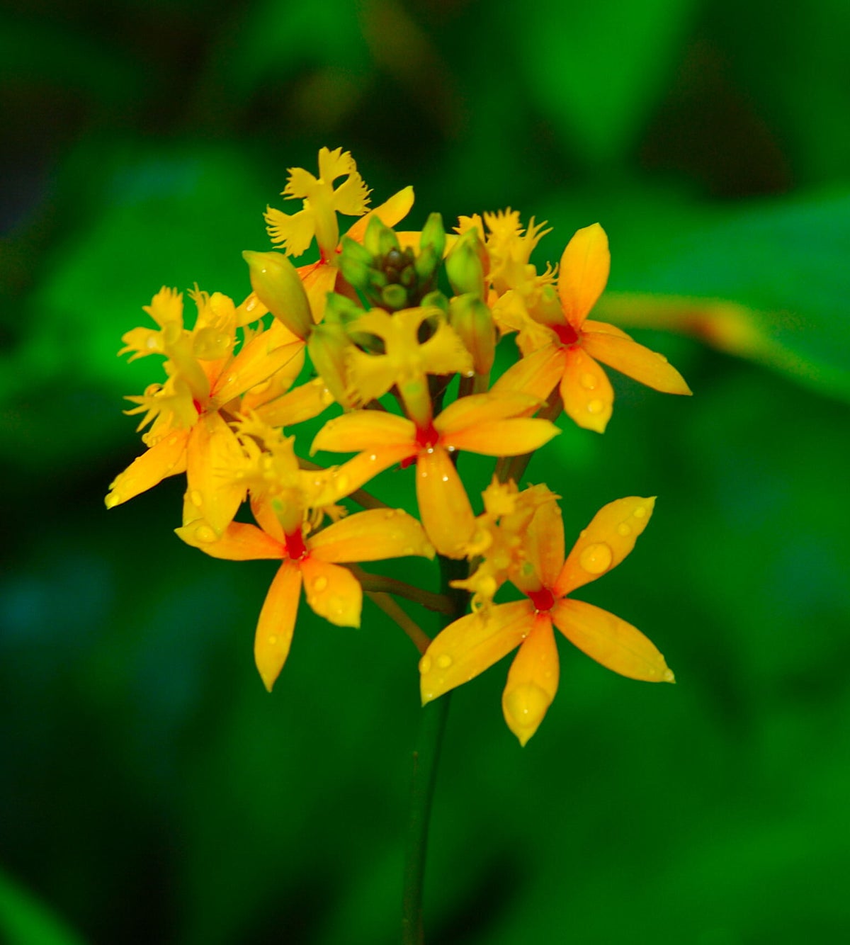 Cooking with Aloha, Texas Style