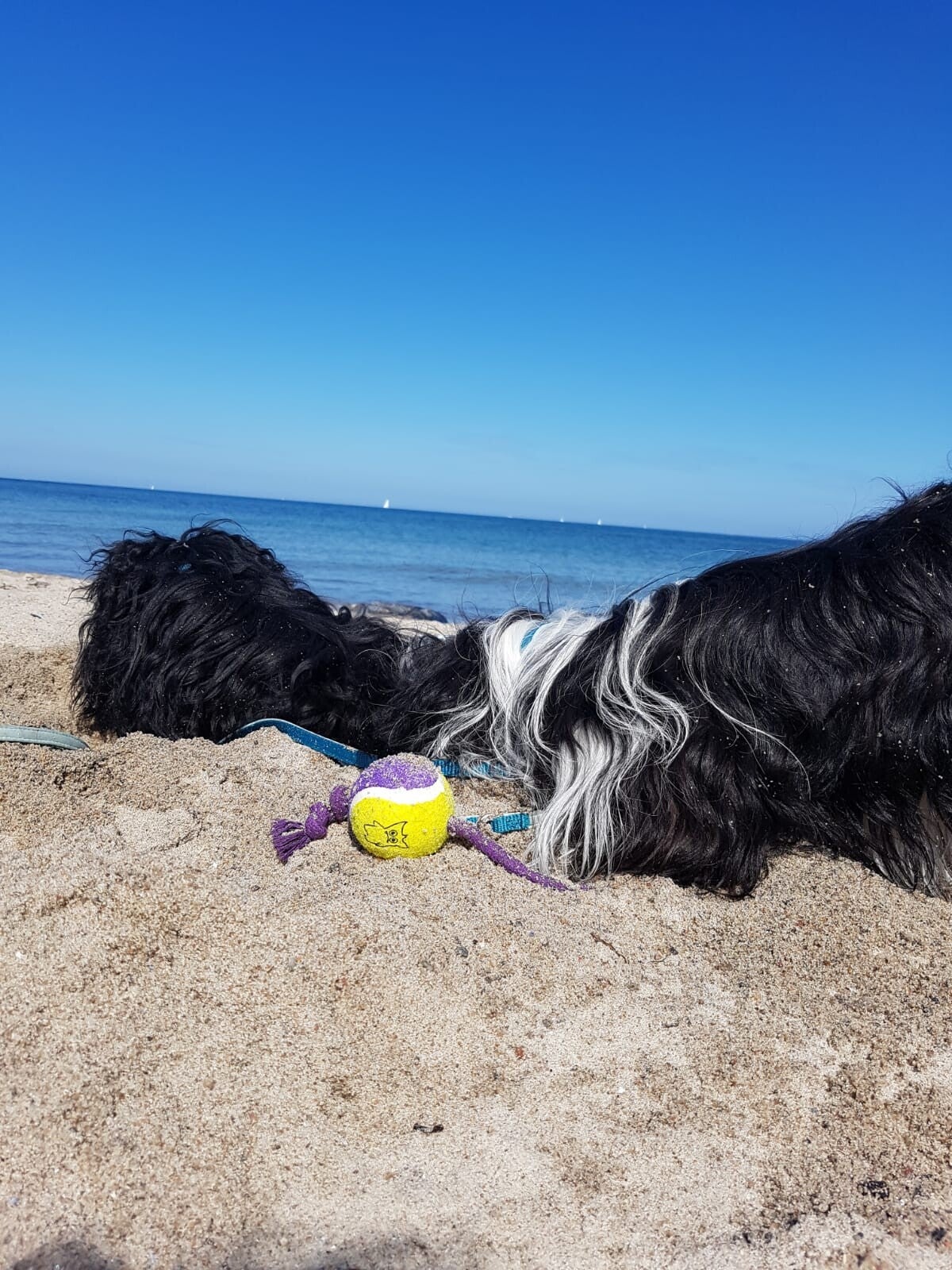 Shih Tzu vom magischen Eulenhaus