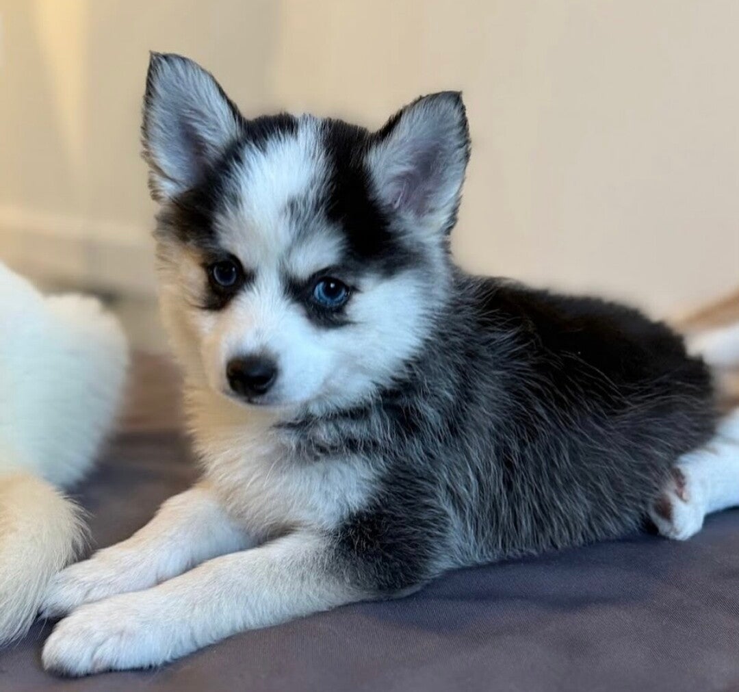 Mini Pomsky | DC Puppies