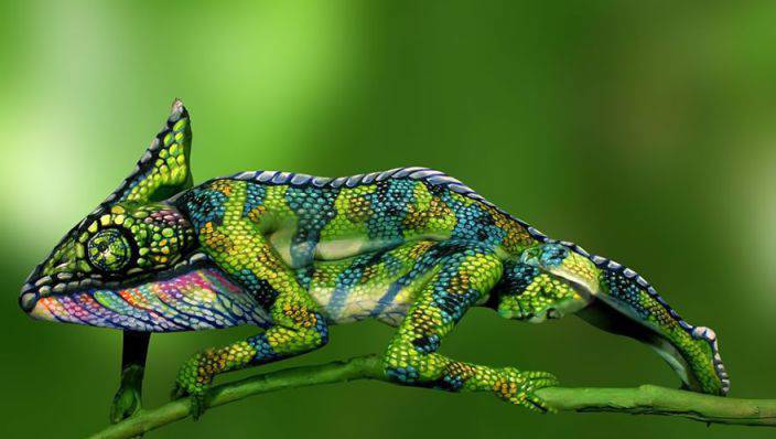 kleur van de kameleon | Kameleon-nl