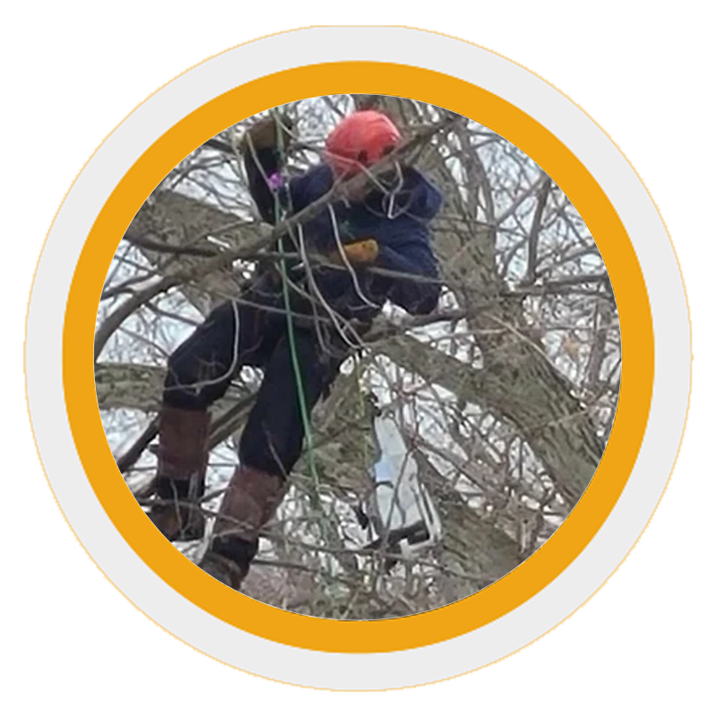 J. A. Hutchins Tree Service | Keene, NH