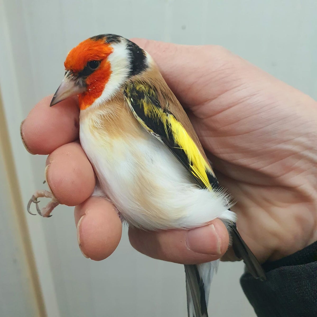 Rui kruidenmix waarom zo belangrijk? | Nature herb bird mix