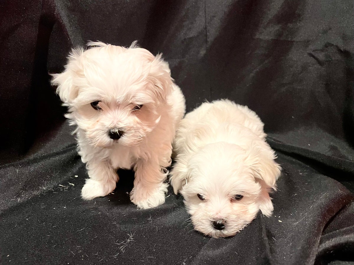 Élevage bichon maltais 49
