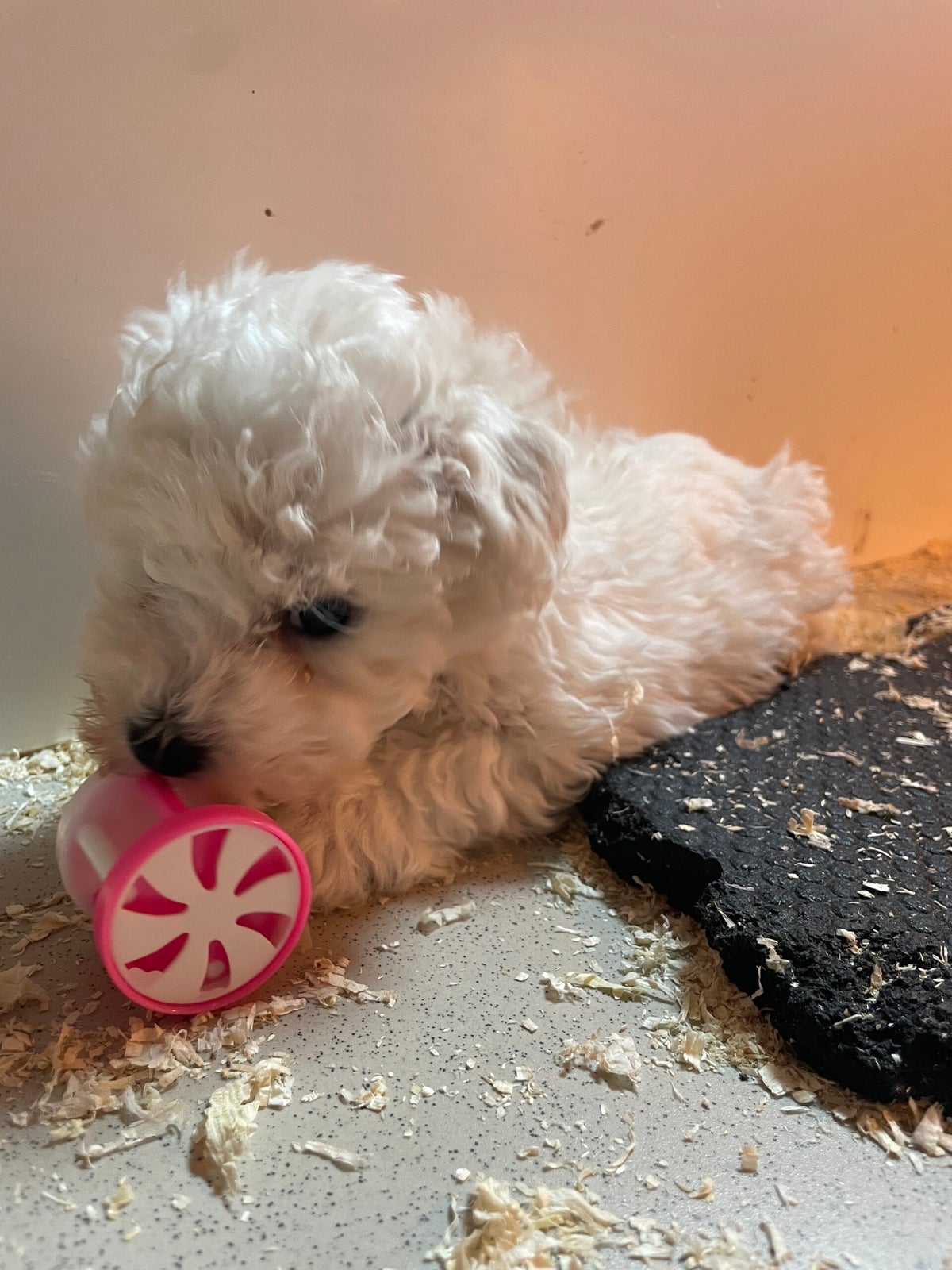 Élevage bichon frisé 49