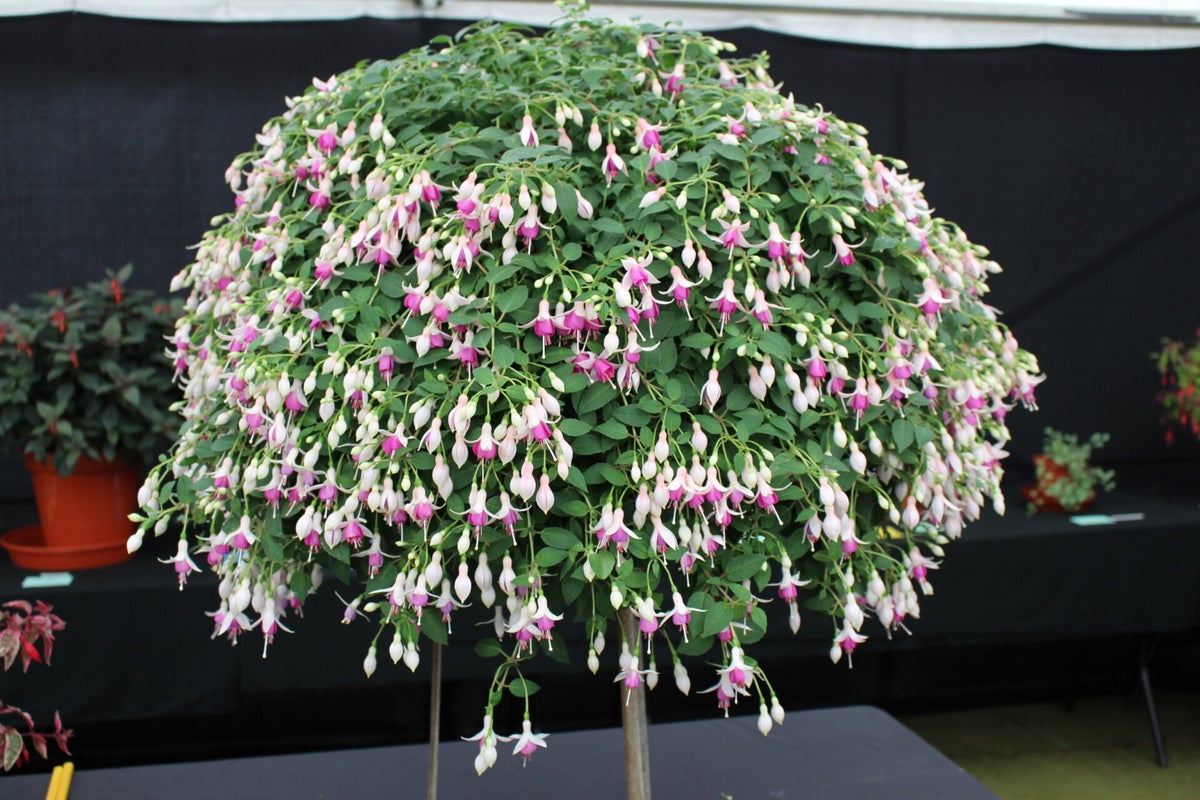 Northampton & District Fuchsia Society