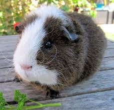 Teddy/Rex | Cavia-vachtsoort