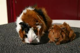 Borstel | Cavia-vachtsoort