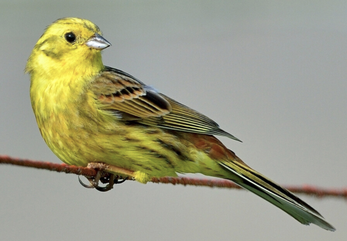 Vogels | Natuurfotografie Robert Croes