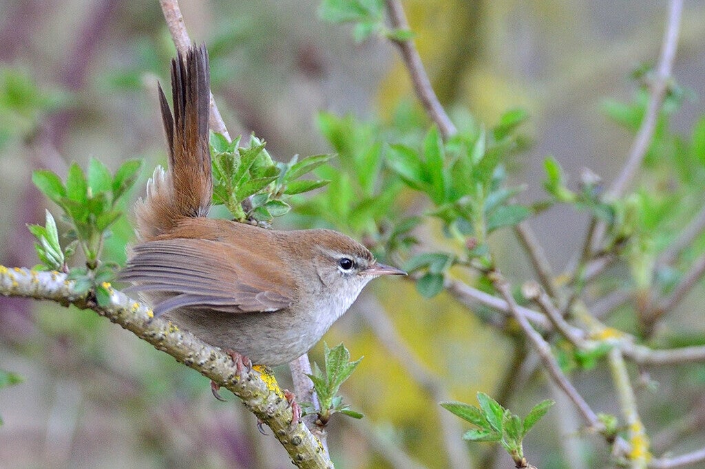 Cetti's zanger / Europese vogels / Oiseaux | Natuurfotografie Robert Croes