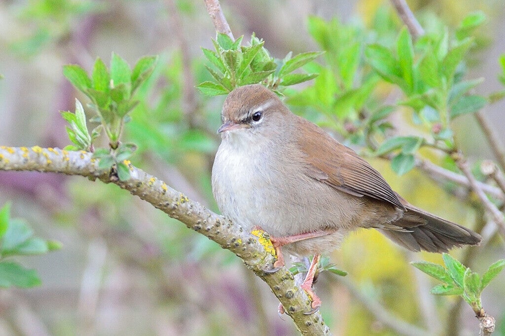 Cetti's zanger / Europese vogels / Oiseaux | Natuurfotografie Robert Croes