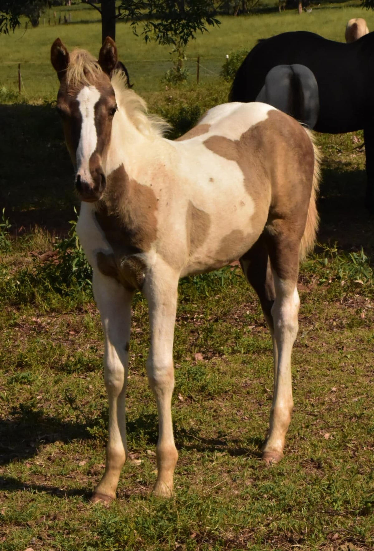 For Sale | Dun N Colours QH, Paint & Appaloosa Stud
