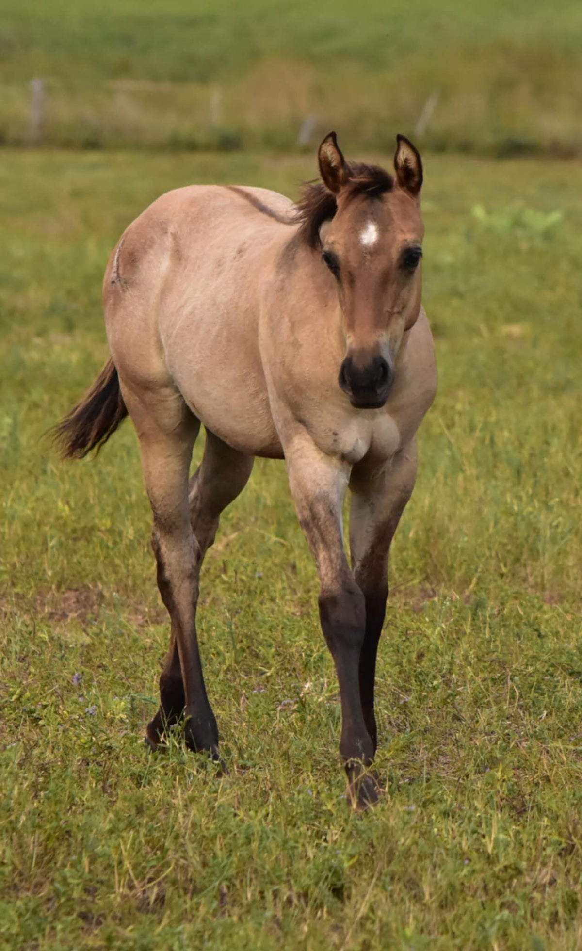 For Sale | Dun N Colours QH, Paint & Appaloosa Stud