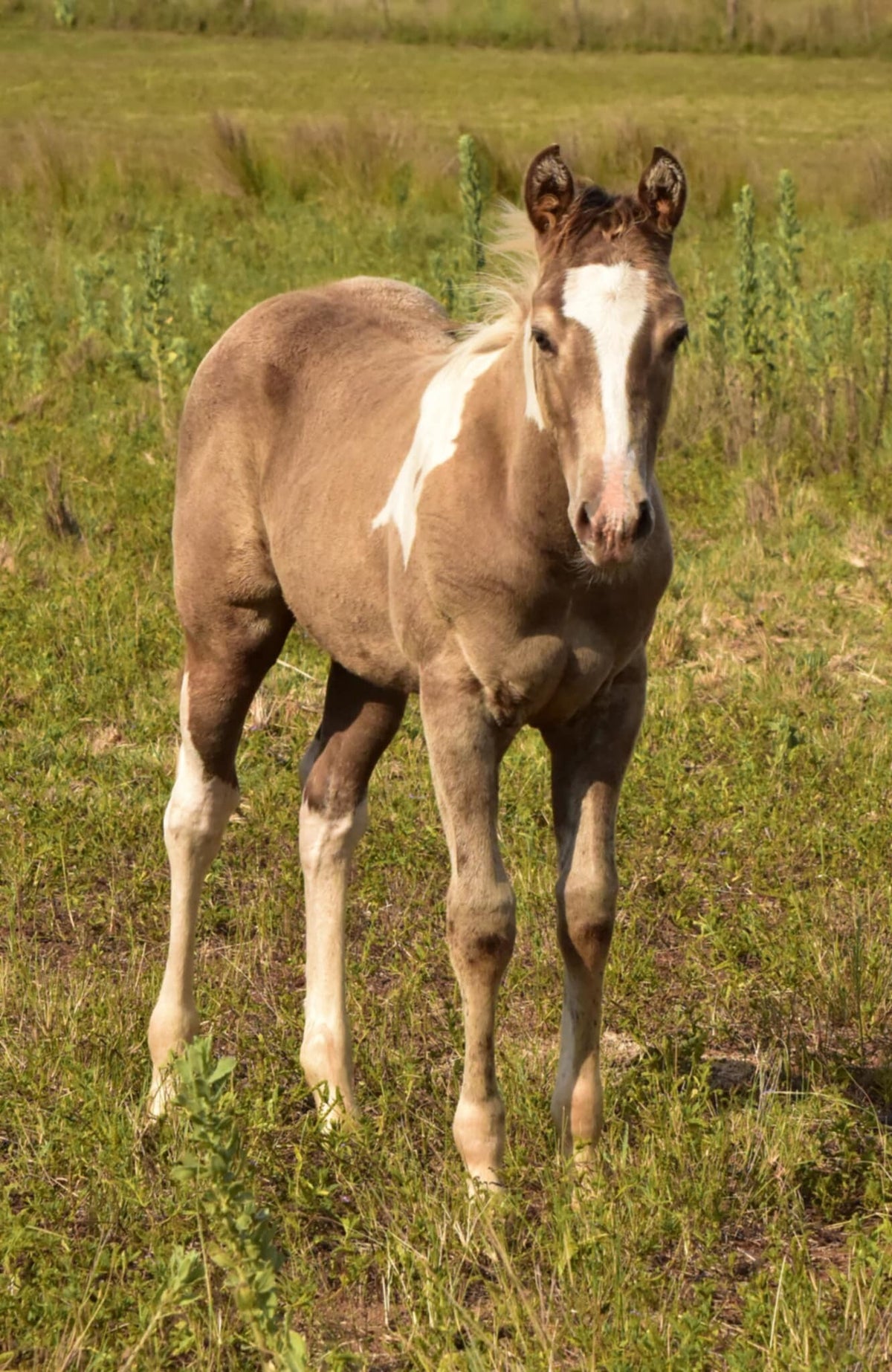 For Sale | Dun N Colours QH, Paint & Appaloosa Stud