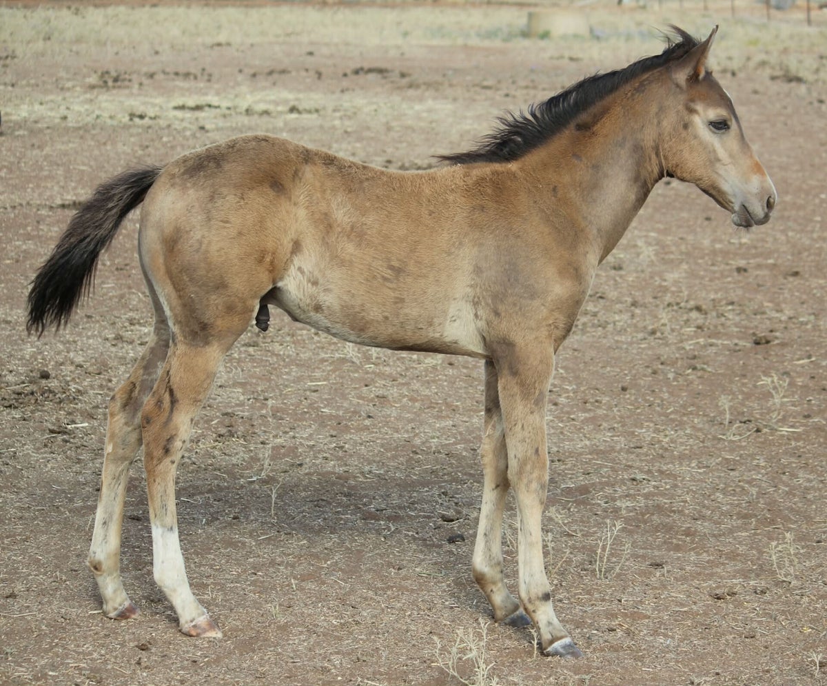 DNC For Sale | Dun N Colours QH & Paint Stud