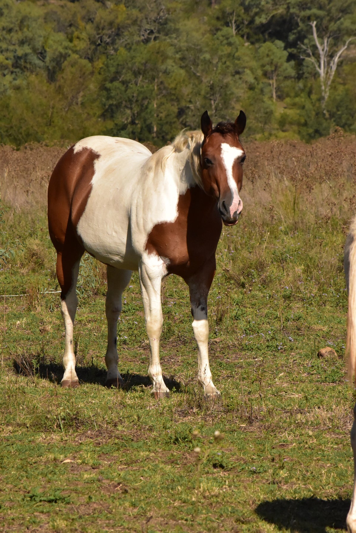 DNC Broodmares | Dun N Colours QH, Paint & Appaloosa Stud