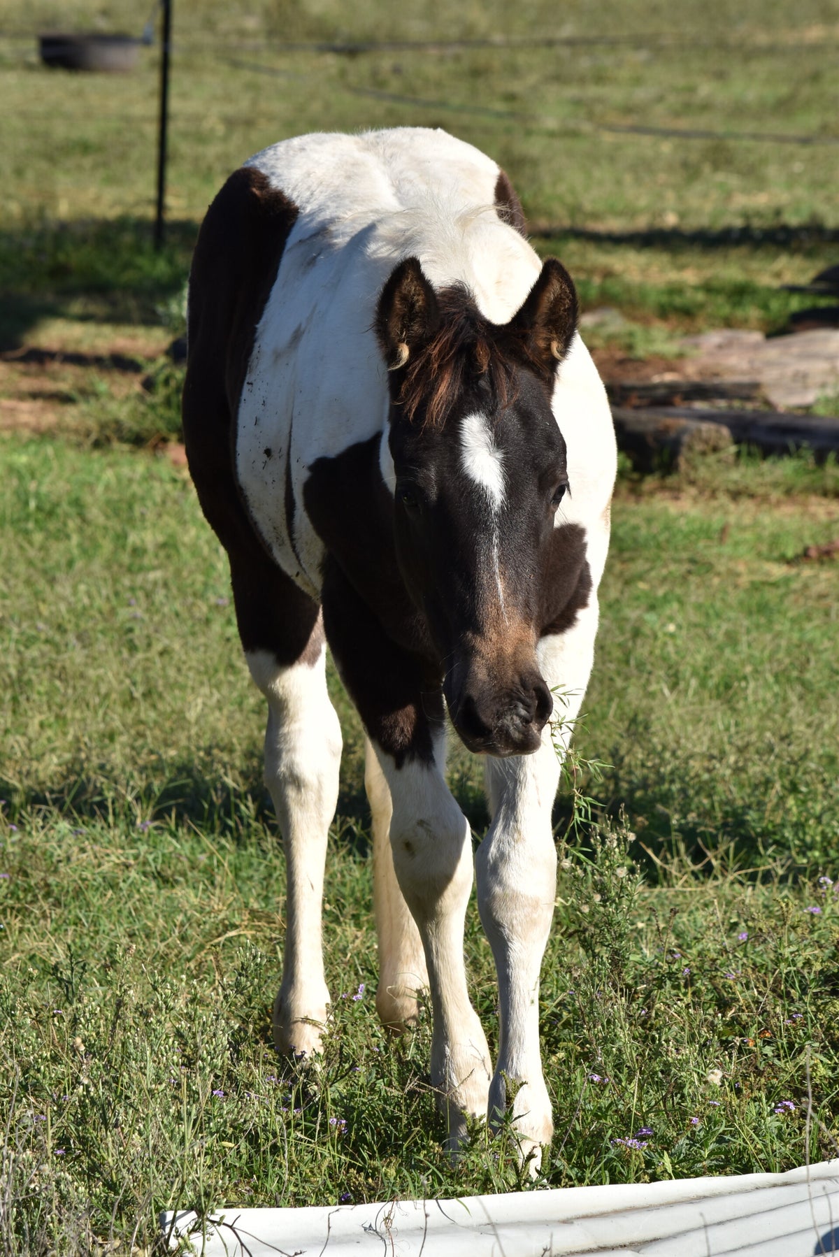 For Sale | Dun N Colours QH, Paint & Appaloosa Stud