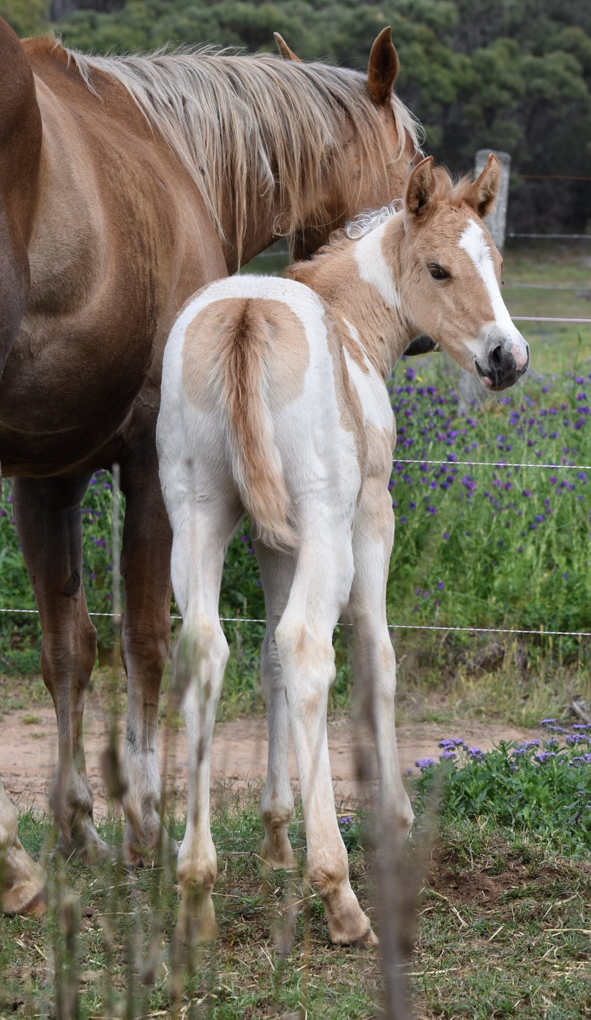 For Sale | Dun N Colours QH, Paint & Appaloosa Stud