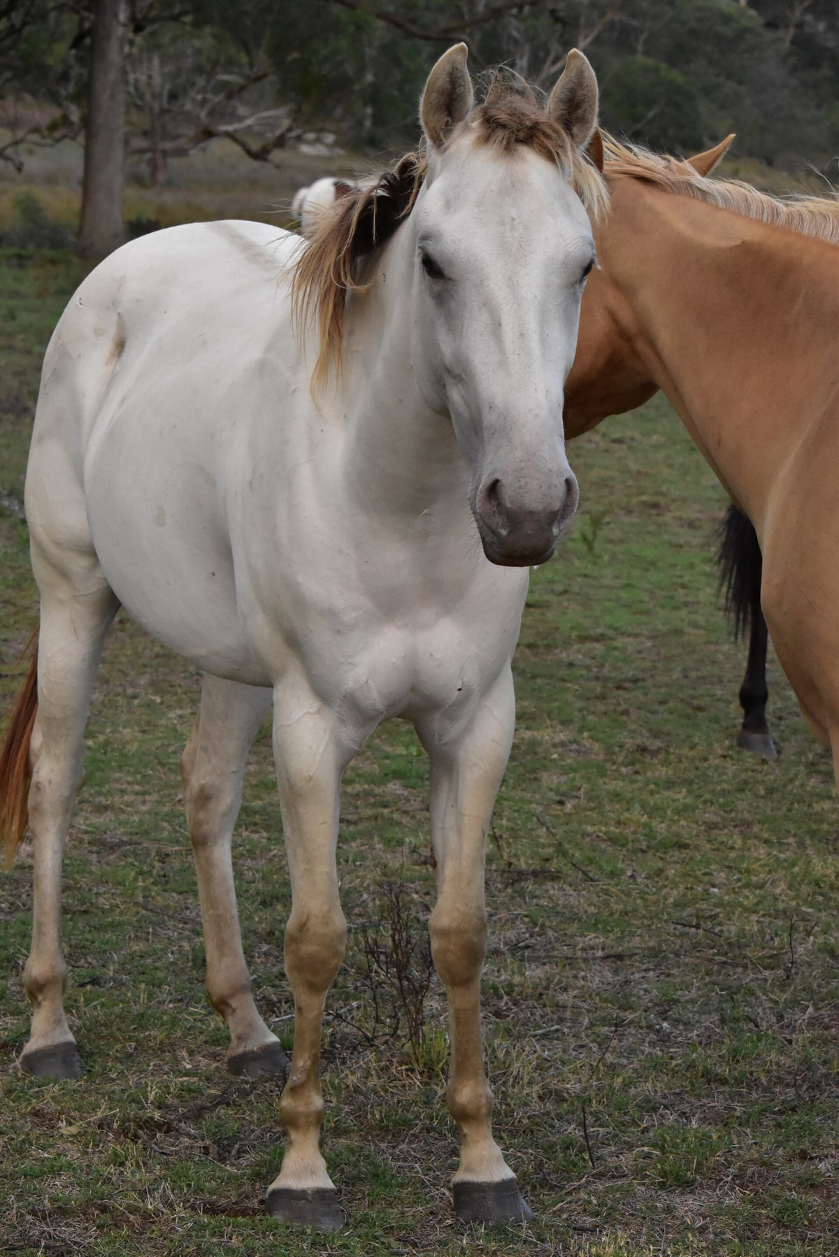 DNC Broodmares | Dun N Colours QH, Paint & Appaloosa Stud