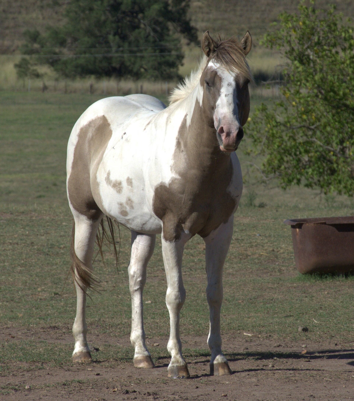 For Sale | Dun N Colours QH, Paint & Appaloosa Stud