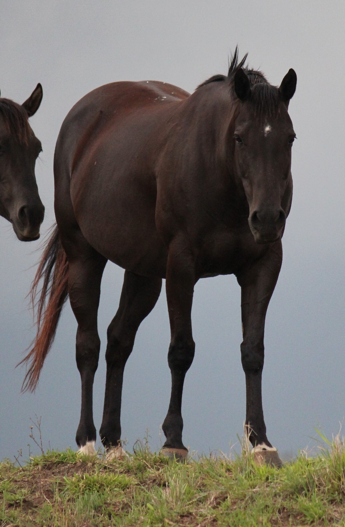 DNC For Sale | Dun N Colours QH & Paint Stud