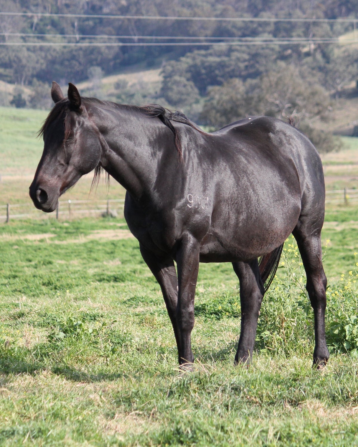 DNC Broodmares | Dun N Colours QH & Paint Stud