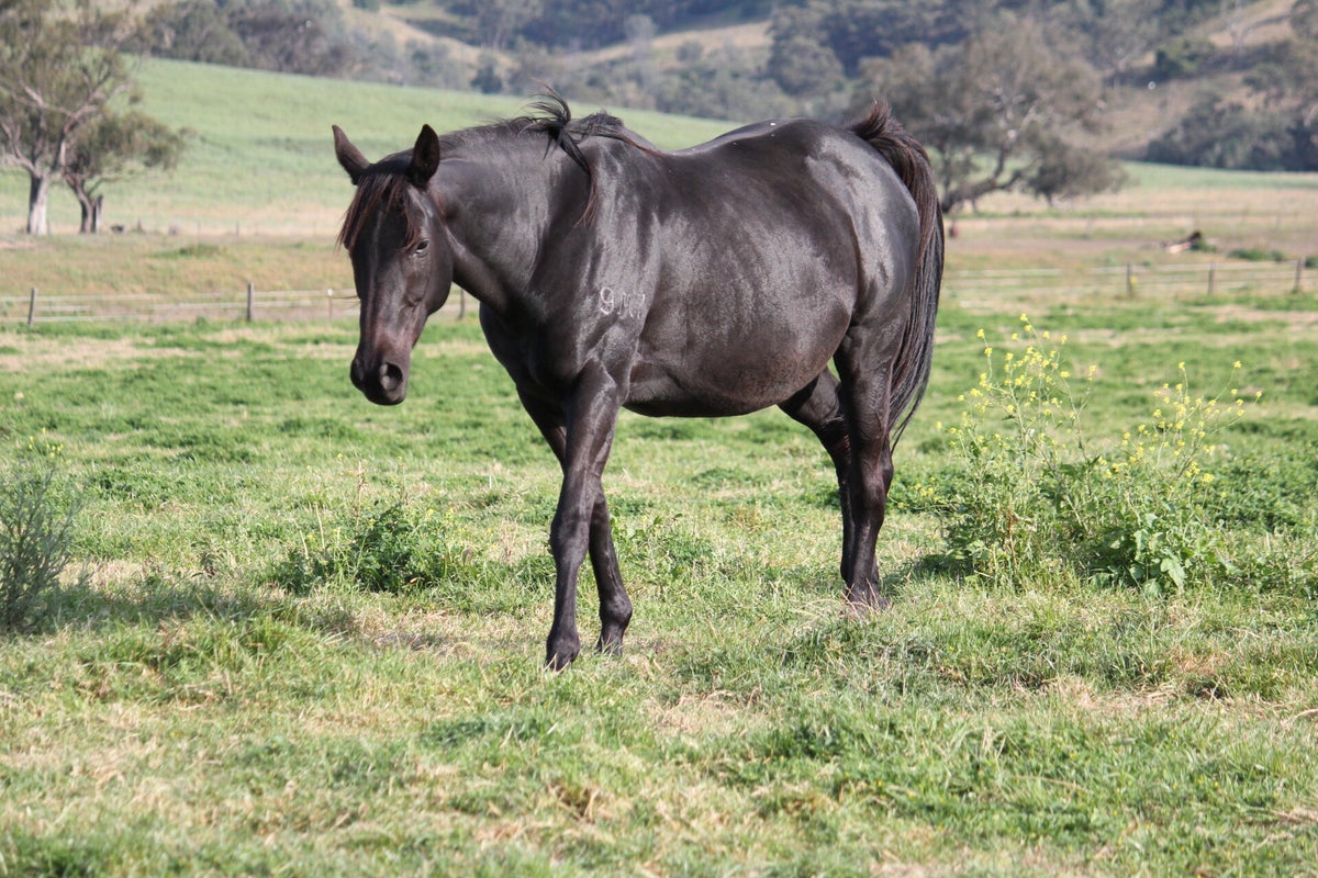 DNC For Sale | Dun N Colours QH & Paint Stud