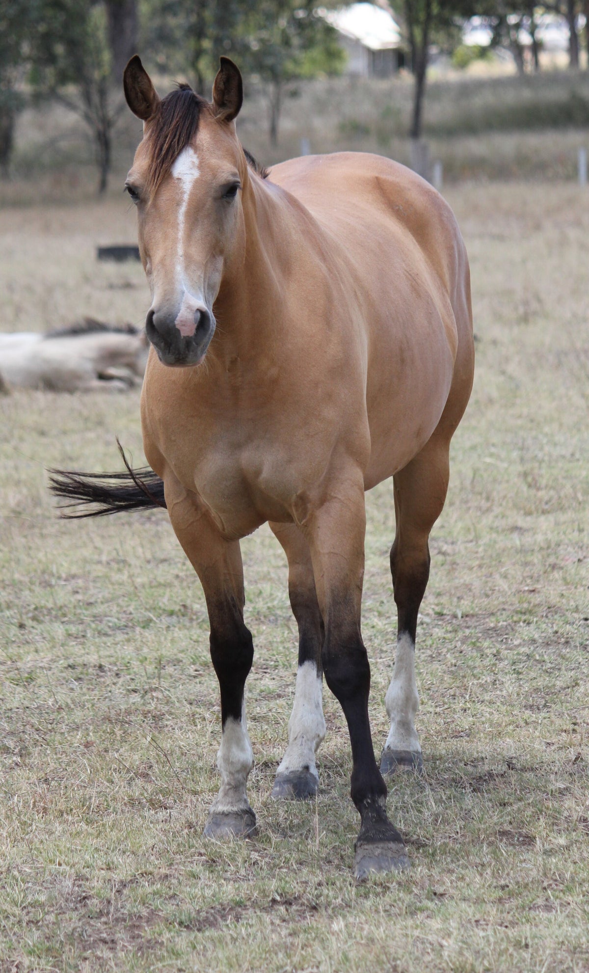 DNC Broodmares | Dun N Colours QH, Paint & Appaloosa Stud