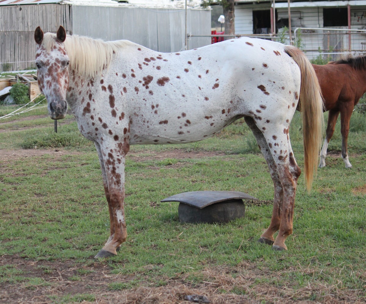 DNC Broodmares | Dun N Colours QH, Paint & Appaloosa Stud