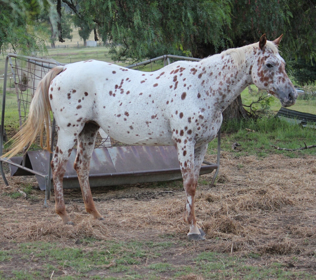 DNC Broodmares | Dun N Colours QH, Paint & Appaloosa Stud