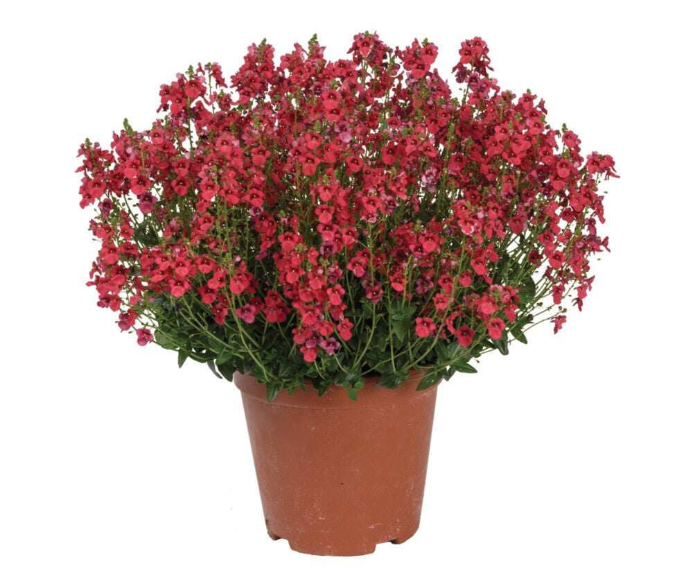 DIASCIA | FLOWER INVEST