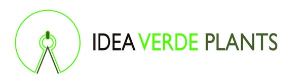 Home - Idea Verde Plants