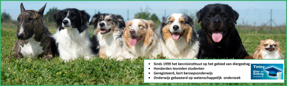 Honden / Lesaanbod | tinleyacademie