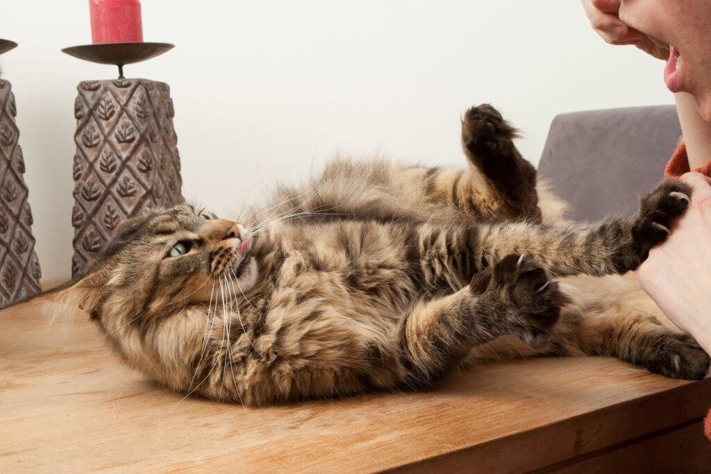 Gedragstherapeut en Gedragsadviseur voor katten / Katten / Lesaanbod ...