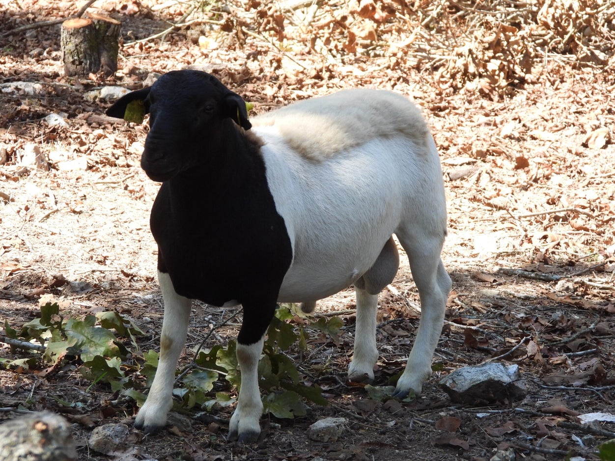 Dorper Ram's / Our Dorper Sheep | Old Paths Homestead