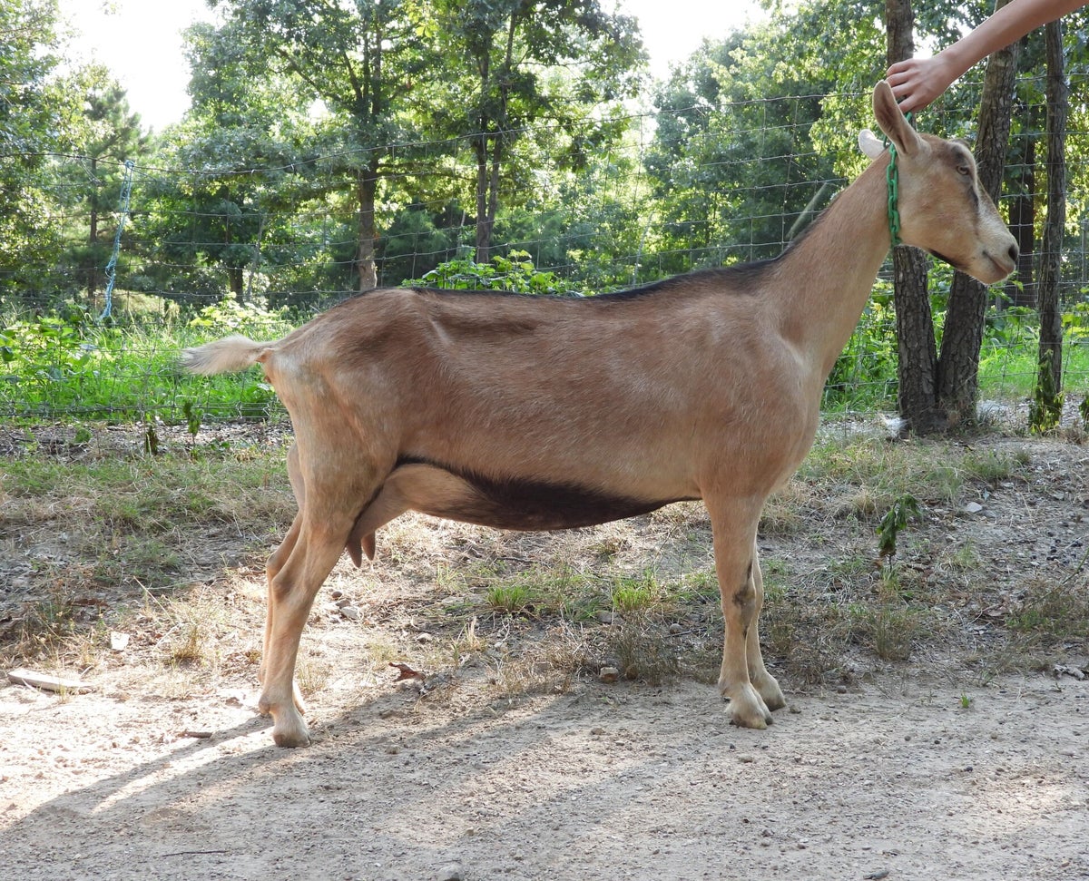 Breeding/Kidding Schedule 2025/2026 / Our Goats | Old Paths Homestead