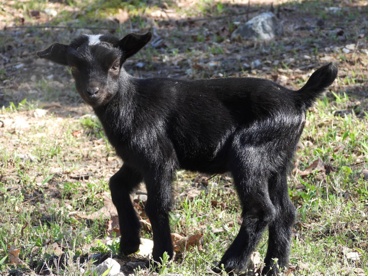 Sale Barn / Our Goats | Old Paths Homestead