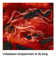 Longworm (Dictiocaulus armfieldi) / Wormen / Parasieten ...