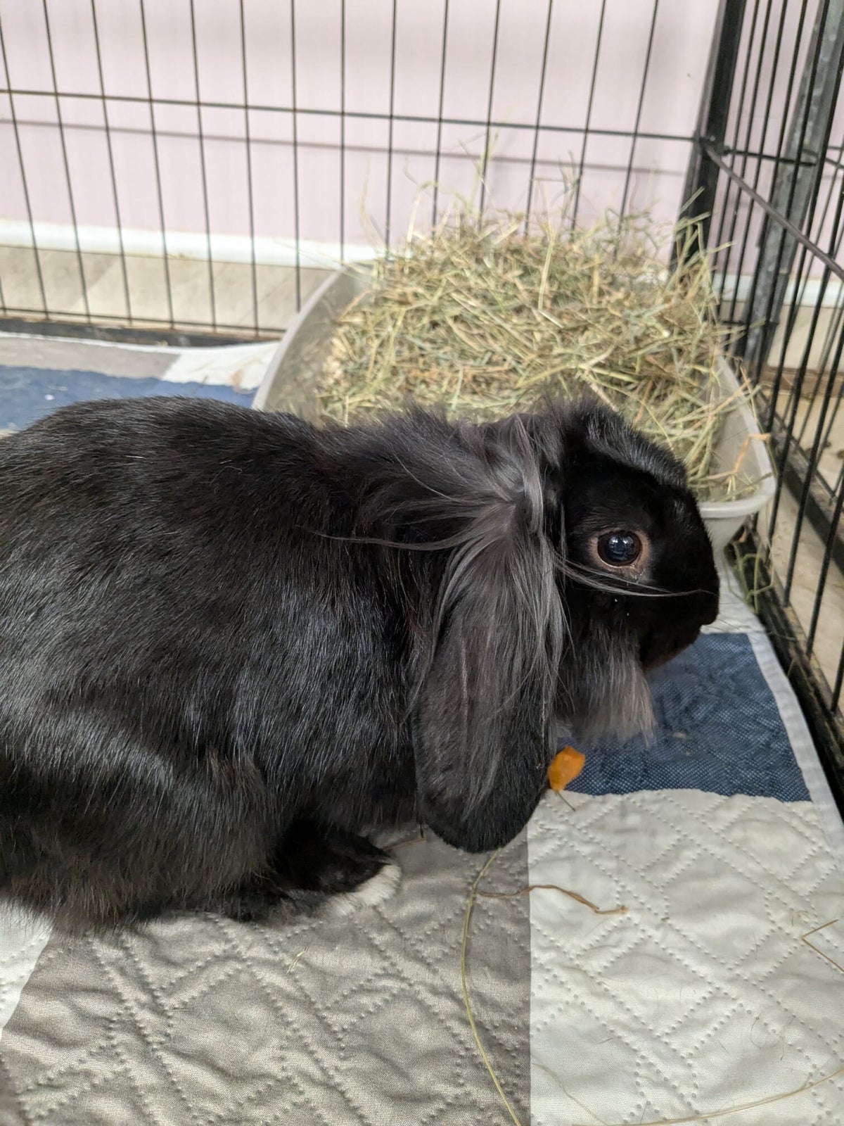 Bunnies for adoption | Lucky Bunny and Friends Rescue