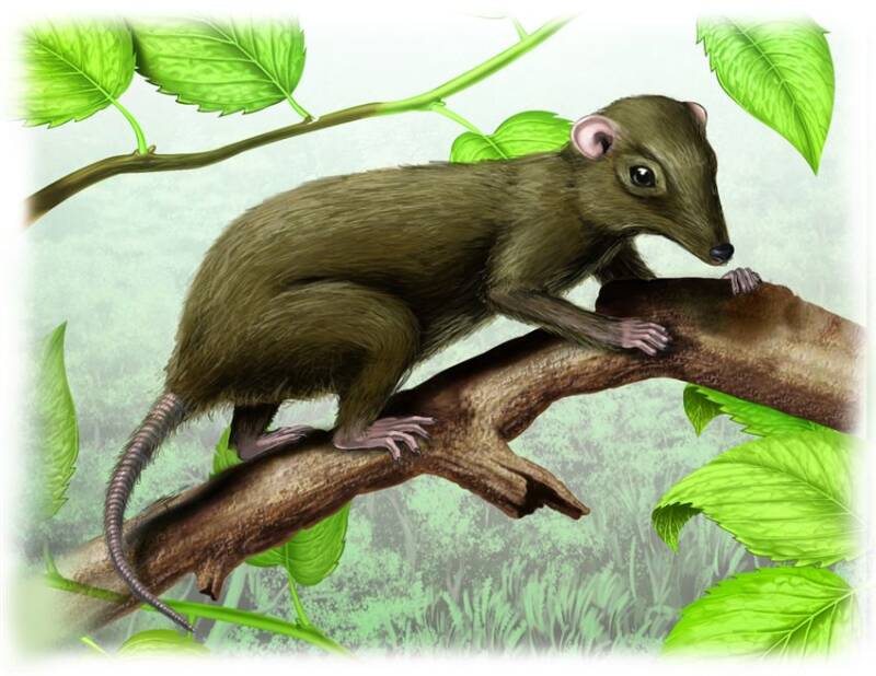 Pangea, de vorming en het uiteenvallen van het Supercontinent | Mijn ...