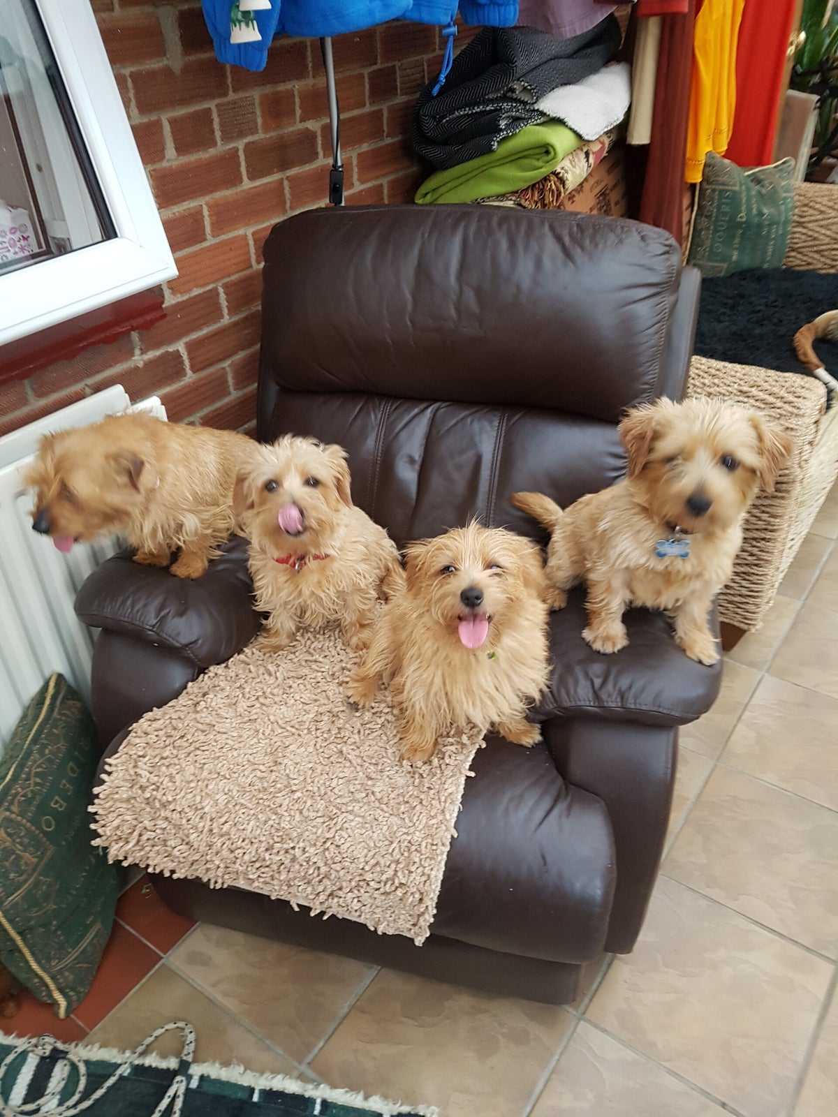 Current Litters | Pull 'emTug'emTerriers