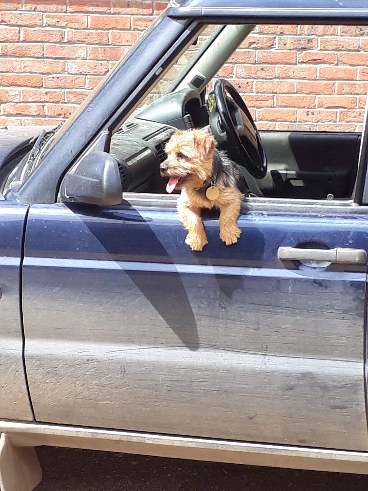 Current Litters | Pull 'emTug'emTerriers