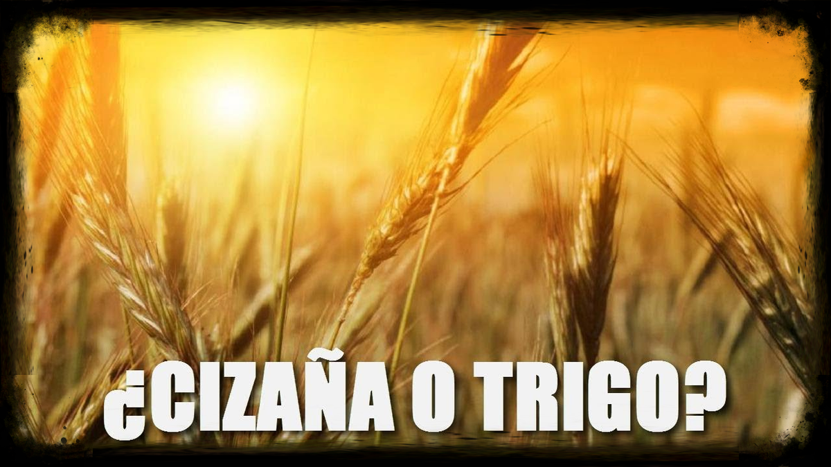 Trigo o Cizaña / Estudios Diversos / Estudios y Mensajes | EN LOS ...