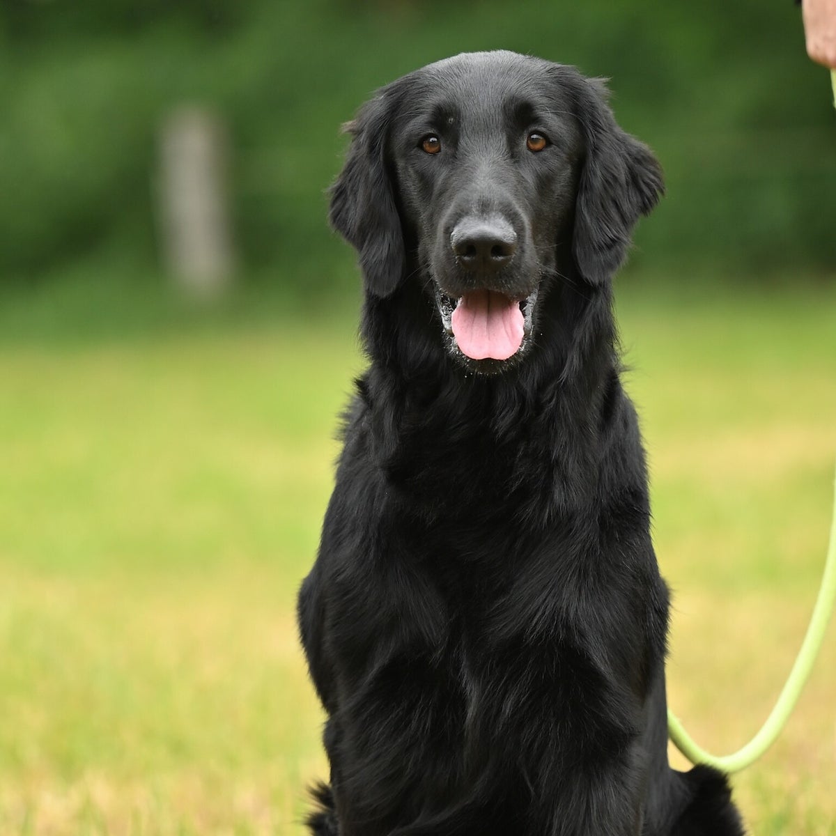 Happy twist flatcoated retrievers
