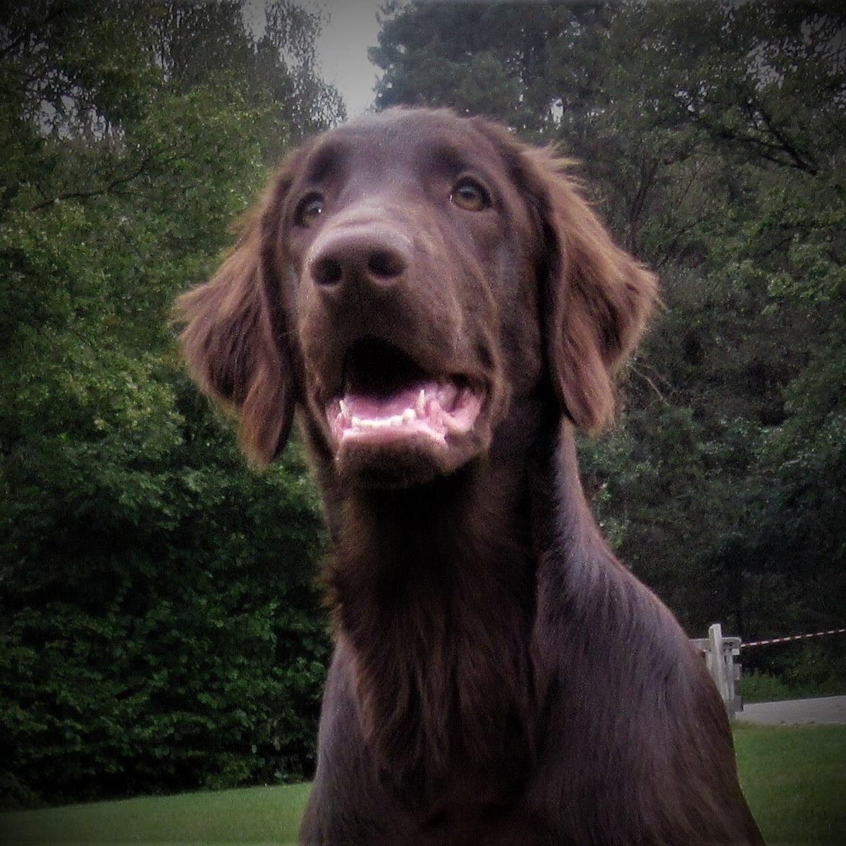 Contact | Happy twist flatcoated retrievers